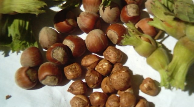 FERRERO'DAN FINDIK HASADI İÇİN ÖNERİLER - Okuyorum Gazetesi